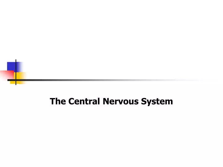 PPT - The Central Nervous System PowerPoint Presentation, free download ...