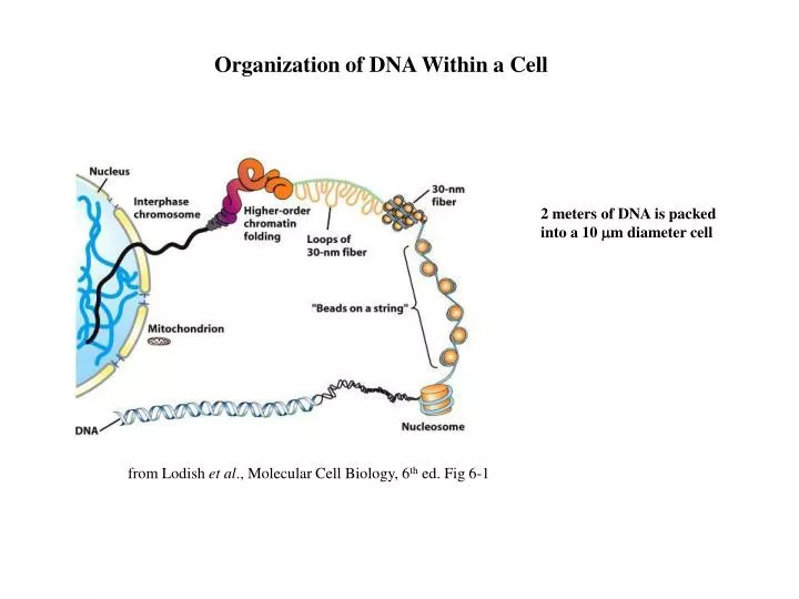 PPT - Organization of DNA Within a Cell PowerPoint Presentation, free ...