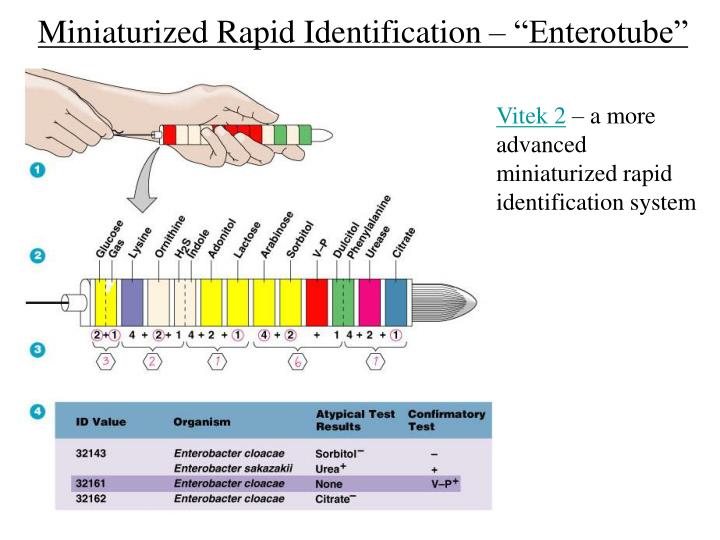 PPT - Classification of Microorganisms – Chapter 9 PowerPoint ...