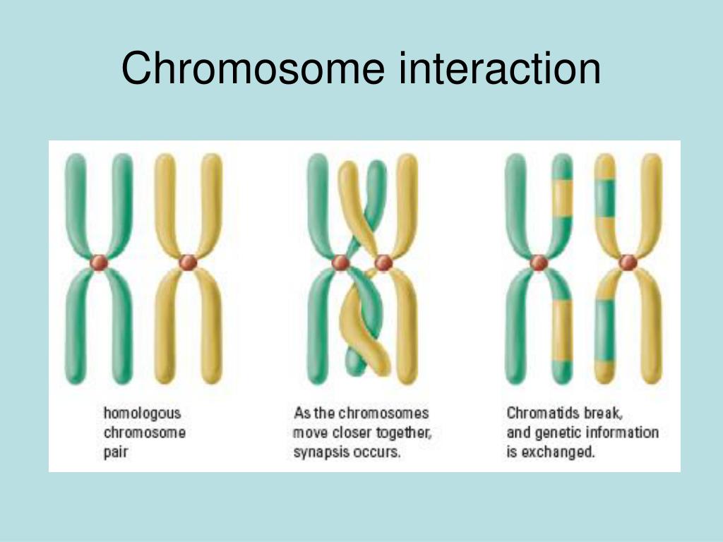PPT - Meiosis PowerPoint Presentation, free download - ID:6571023