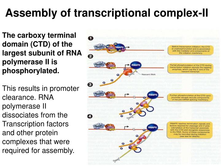 PPT - Gene Expression PowerPoint Presentation - ID:6572984