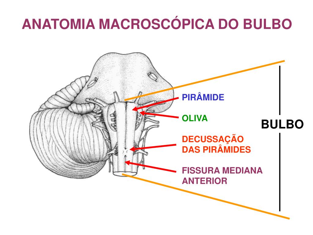 Ppt O Tronco Cerebral Bulbo E Ponte Powerpoint Presentation Free