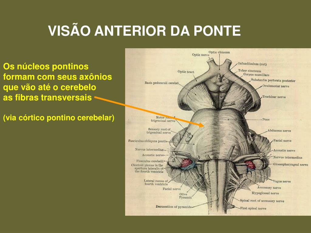 Ppt O Tronco Cerebral Bulbo E Ponte Powerpoint Presentation Free