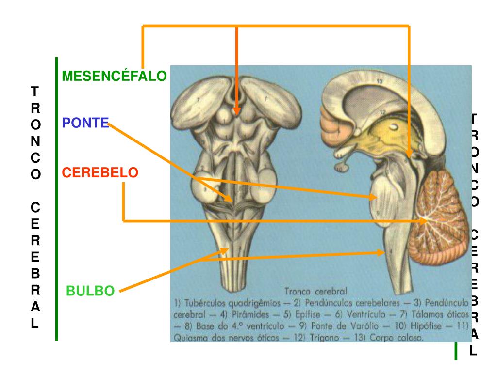 Ppt O Tronco Cerebral Bulbo E Ponte Powerpoint Presentation Free