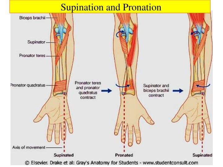 PPT - Muscles of the Forearm PowerPoint Presentation - ID:6573339