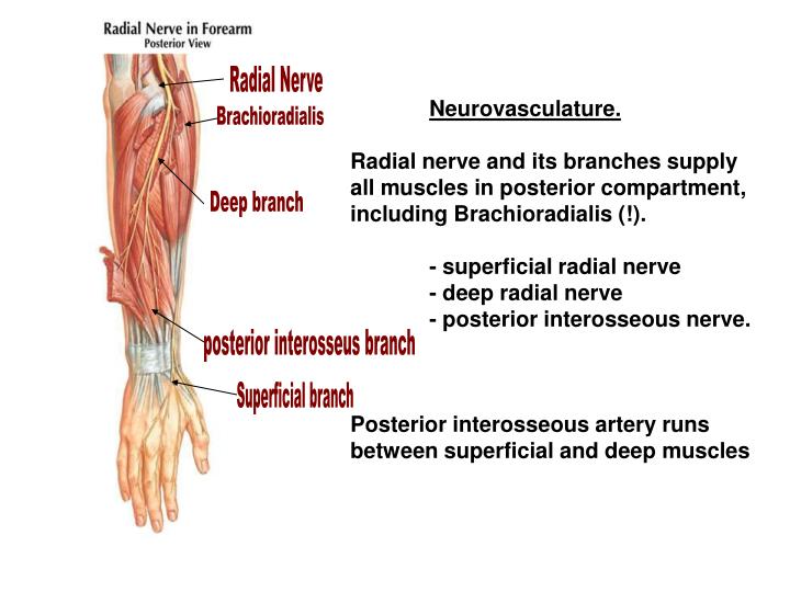 PPT - Muscles of the Forearm PowerPoint Presentation - ID:6573339