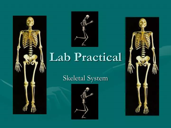 PPT - Lab Practical PowerPoint Presentation, free download - ID:6573366