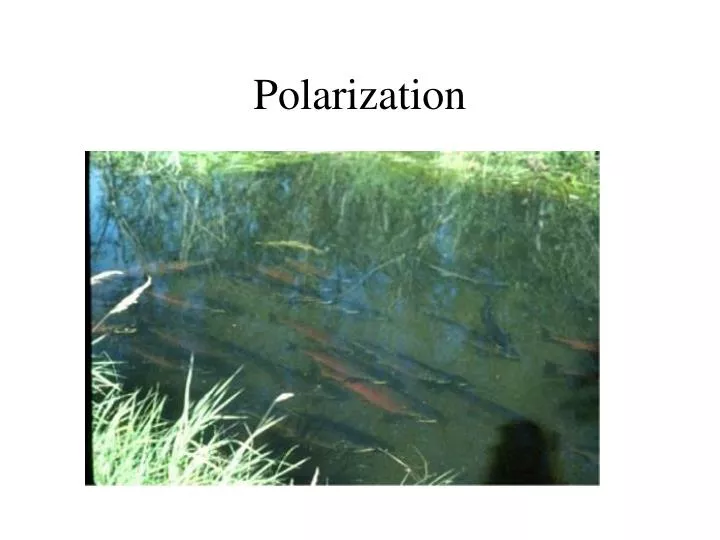 PPT - Polarization PowerPoint Presentation, free download - ID:6573595