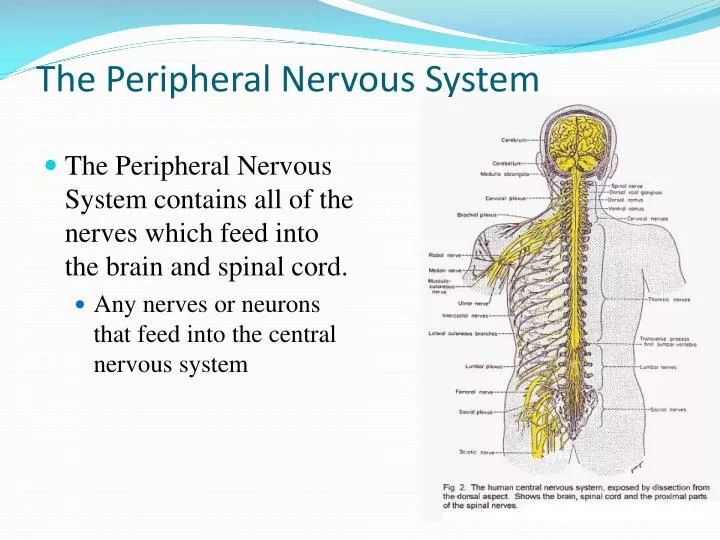 PPT - The Peripheral Nervous System PowerPoint Presentation, free ...