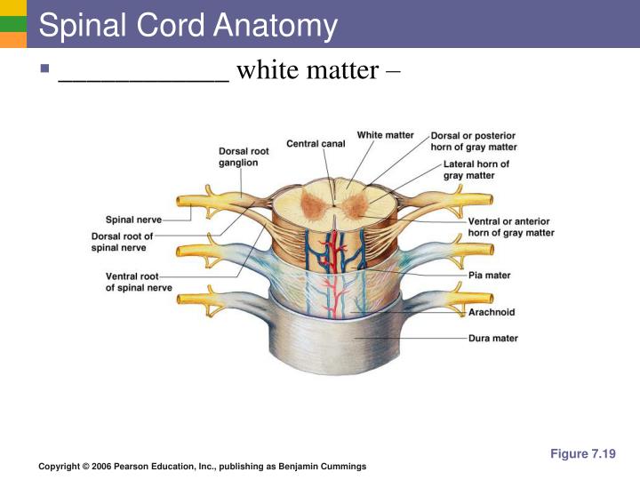 PPT - Spinal Cord PowerPoint Presentation - ID:6573953