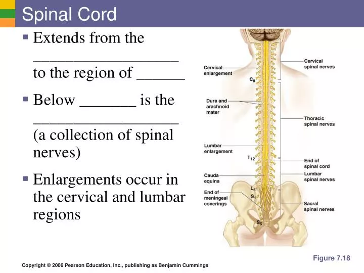 PPT - Spinal Cord PowerPoint Presentation, free download - ID:6573953
