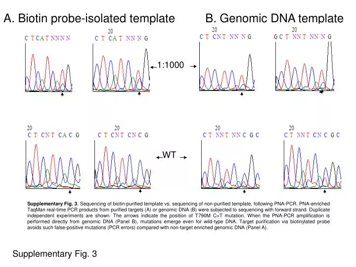 PPT - A. Biotin probe-isolated template PowerPoint Presentation, free ...