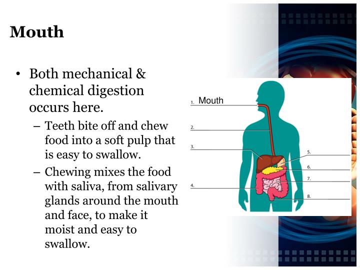 PPT - The Digestive System PowerPoint Presentation - ID:6574462