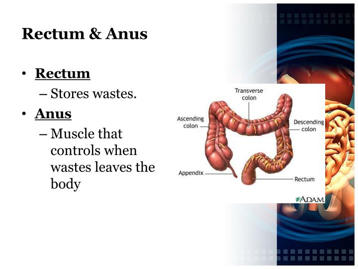 PPT - The Digestive System PowerPoint Presentation - ID:6574462