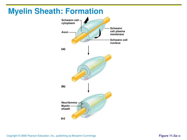 PPT - Fundamentals of the Nervous System and Nervous Tissue PowerPoint ...
