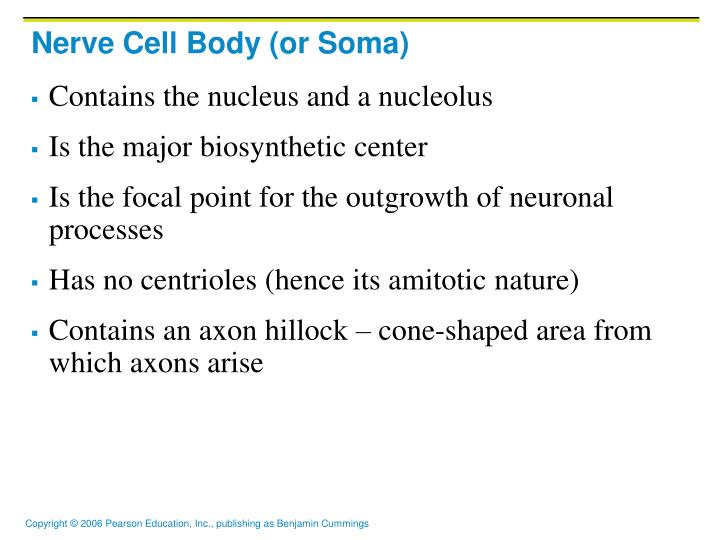 PPT - Fundamentals of the Nervous System and Nervous Tissue PowerPoint ...