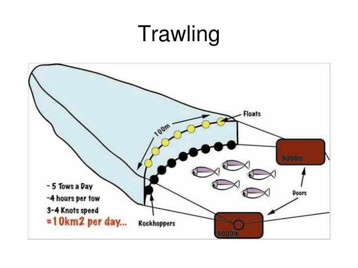 PPT - ENVIRONMENTAL ISSUES PowerPoint Presentation - ID:6575175