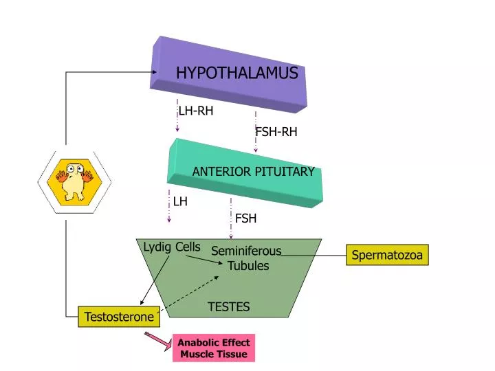 PPT - HYPOTHALAMUS PowerPoint Presentation, free download - ID:6575606