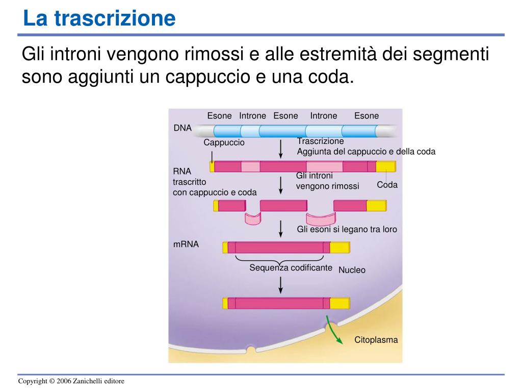 PPT - La biologia molecolare del gene PowerPoint Presentation, free ...
