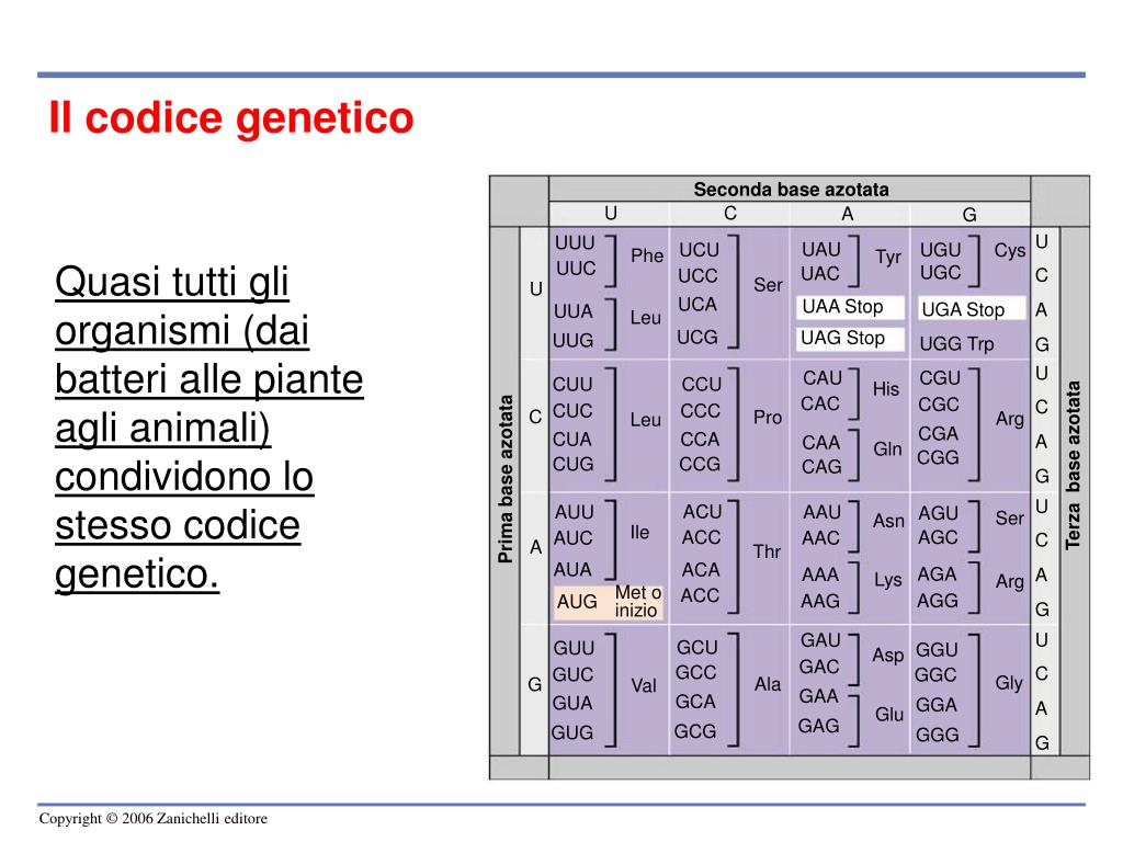 PPT - La biologia molecolare del gene PowerPoint Presentation, free ...