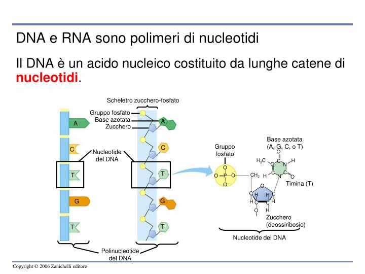 PPT - La biologia molecolare del gene PowerPoint Presentation - ID:6575775
