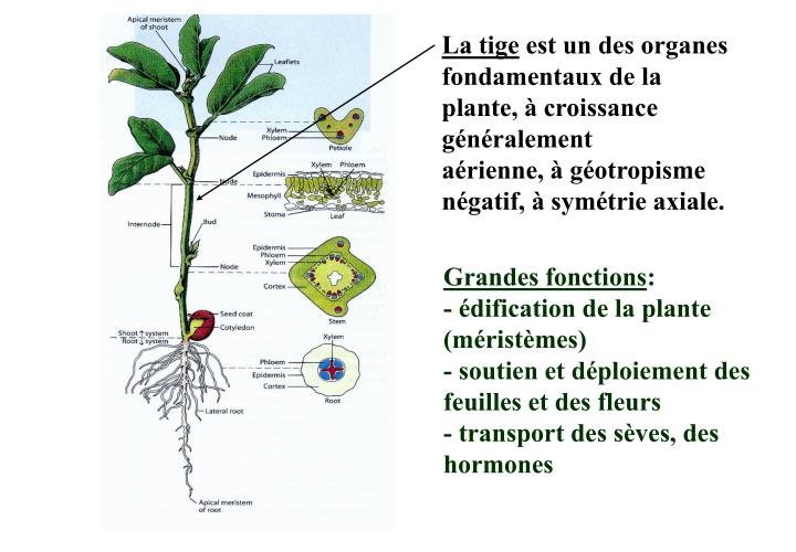 PPT - TP1 STRUCTURE de la TIGE (ex. : le Sureau) OBJECTIFS de ce TP ...