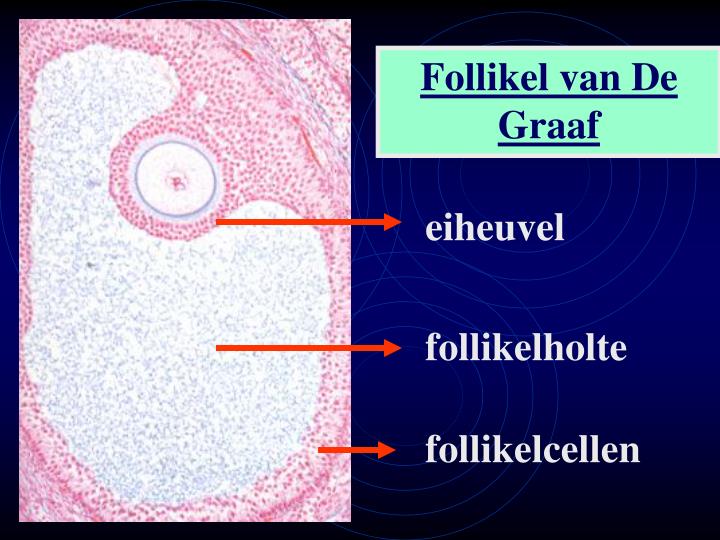 PPT - VOORTPLANTING BIJ DE MENS PowerPoint Presentation - ID:6576947