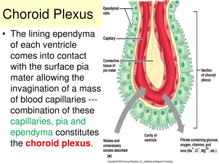 PPT - Meninges, CSF & Ventricular system PowerPoint Presentation - ID ...