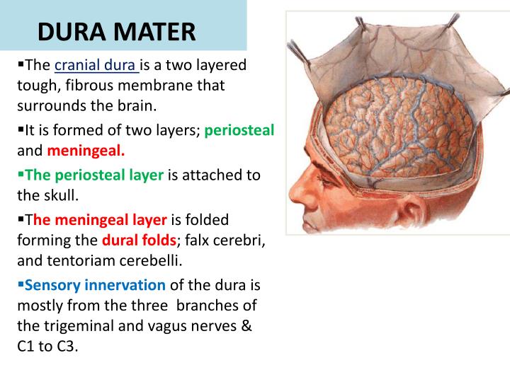 PPT - Meninges, CSF & Ventricular system PowerPoint Presentation - ID ...