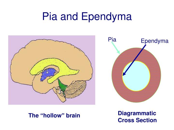 PPT - Meninges, CSF & Ventricular system PowerPoint Presentation - ID ...