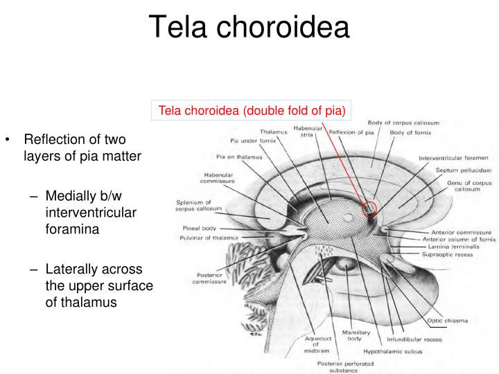 PPT - Meninges, CSF & Ventricular system PowerPoint Presentation - ID ...