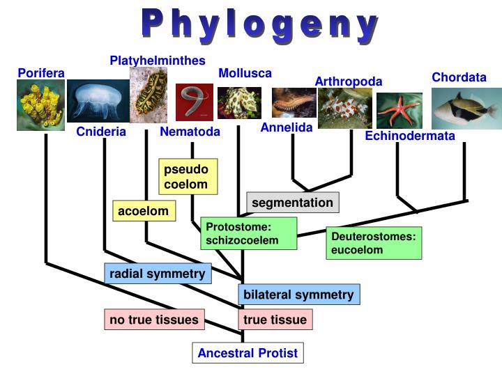 PPT - Mollusks PowerPoint Presentation - ID:6579431