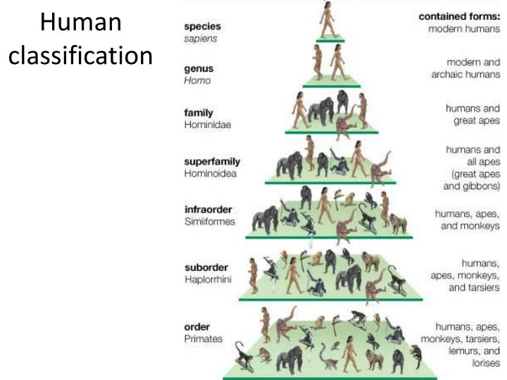 PPT - HOMINID EVOLUTION PowerPoint Presentation - ID:6580195