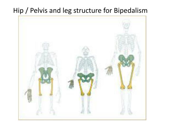 PPT - HOMINID EVOLUTION PowerPoint Presentation - ID:6580195