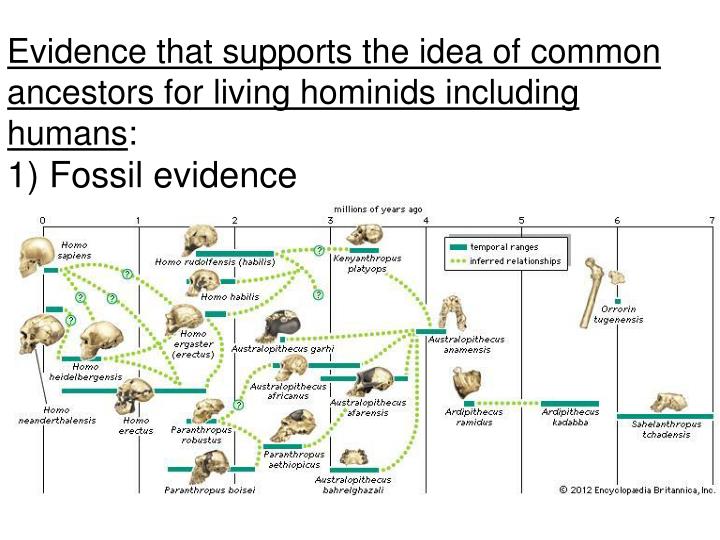 PPT - HOMINID EVOLUTION PowerPoint Presentation - ID:6580195