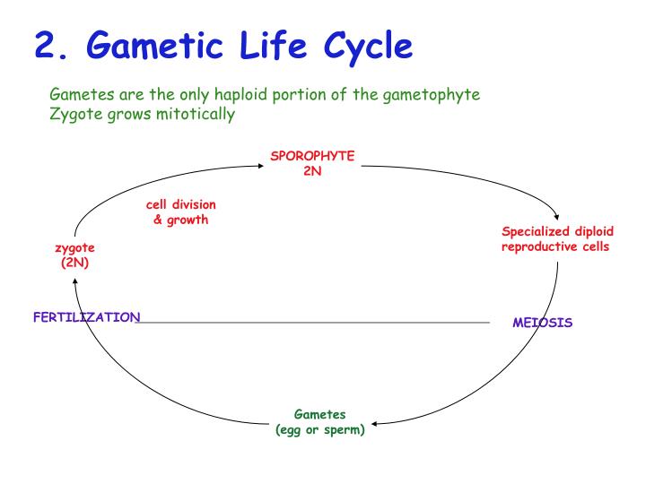 PPT - Plants & Life Cycles PowerPoint Presentation - ID:6580360