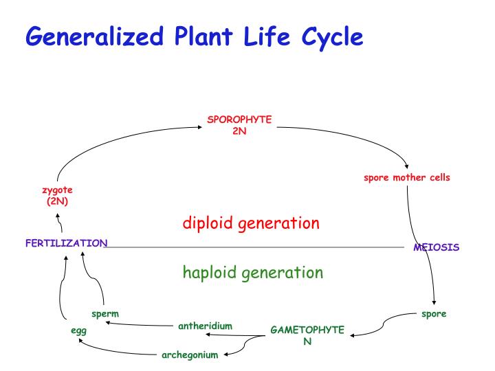 PPT - Plants & Life Cycles PowerPoint Presentation - ID:6580360