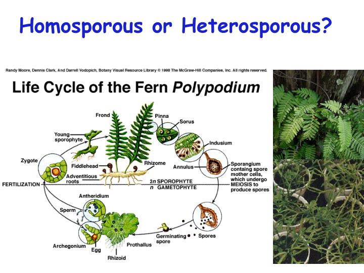 PPT - Plants & Life Cycles PowerPoint Presentation - ID:6580360
