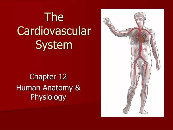 PPT - The Cardiovascular System PowerPoint Presentation, free download ...