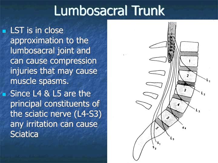 PPT - Lumbar Spine PowerPoint Presentation - ID:6582772