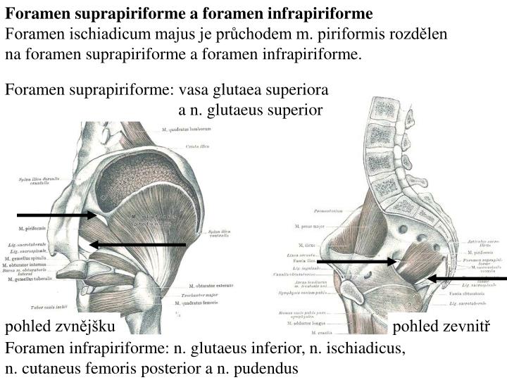 PPT - SVALY DOLNÍ KONČETINY musculi membri inferioris musculi ...