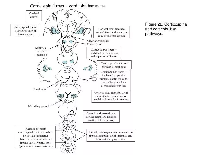 PPT - Corticospinal tract – corticobulbar tracts PowerPoint ...