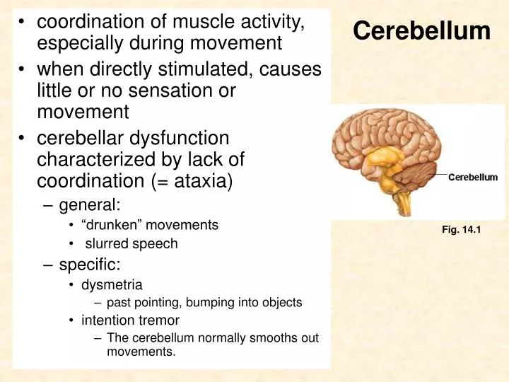 PPT - Cerebellum PowerPoint Presentation, free download - ID:6585988
