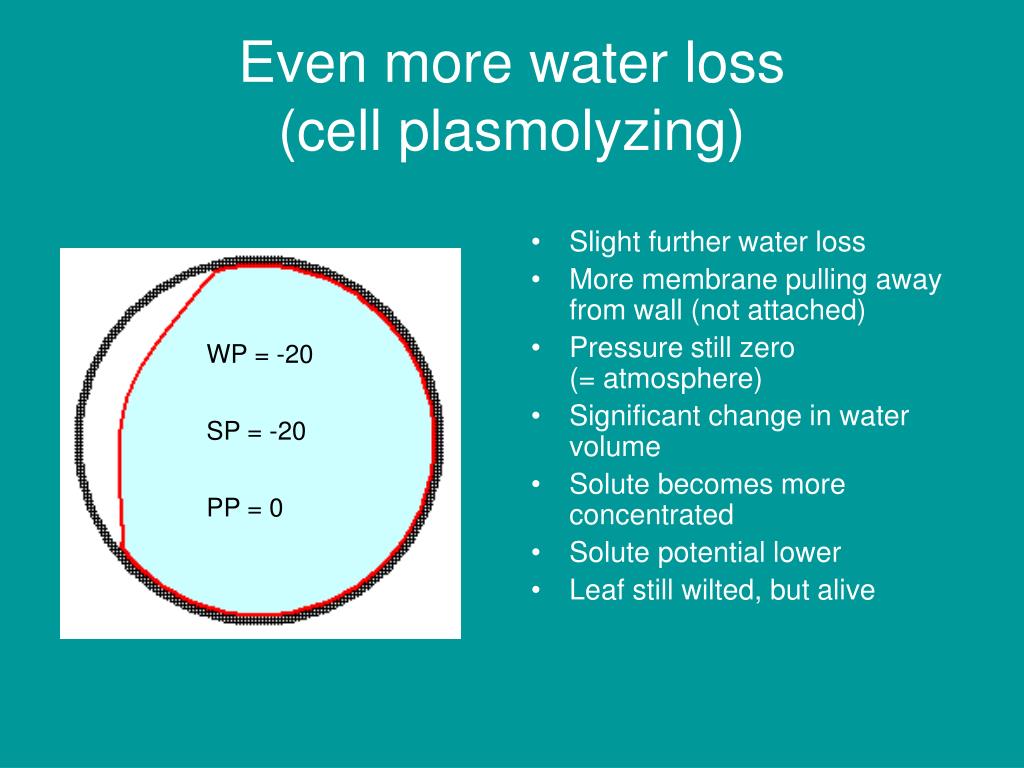 PPT - When Plant Cells Lose Water PowerPoint Presentation, free ...