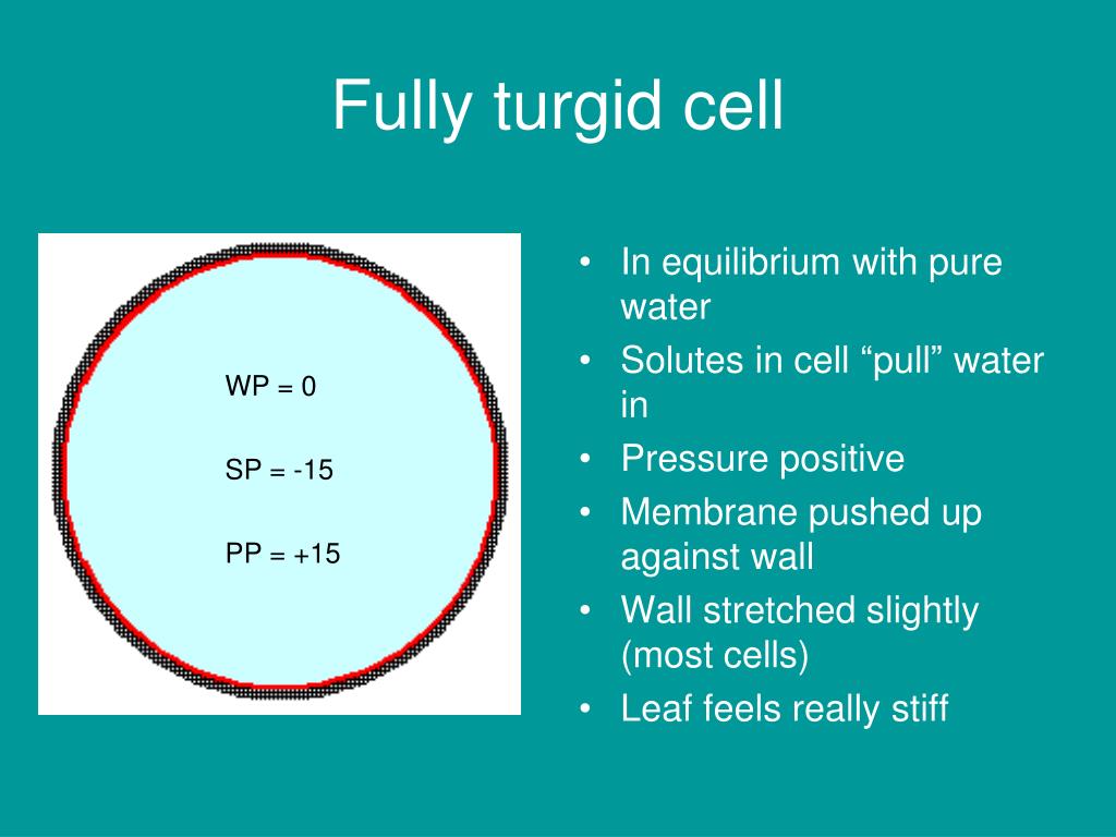 PPT - When Plant Cells Lose Water PowerPoint Presentation, free ...