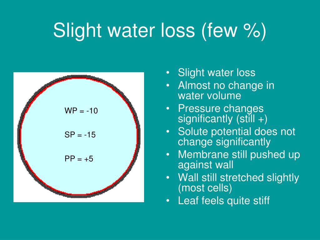 PPT - When Plant Cells Lose Water PowerPoint Presentation, free ...