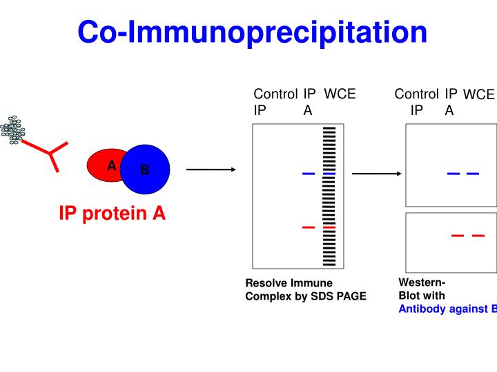 PPT - Discovering Macromolecular Interactions PowerPoint Presentation ...