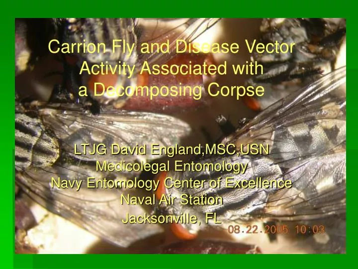 PPT - Carrion Fly and Disease Vector Activity Associated with a ...