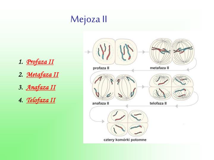 PPT - Podzia ł komórki: PowerPoint Presentation - ID:6587018