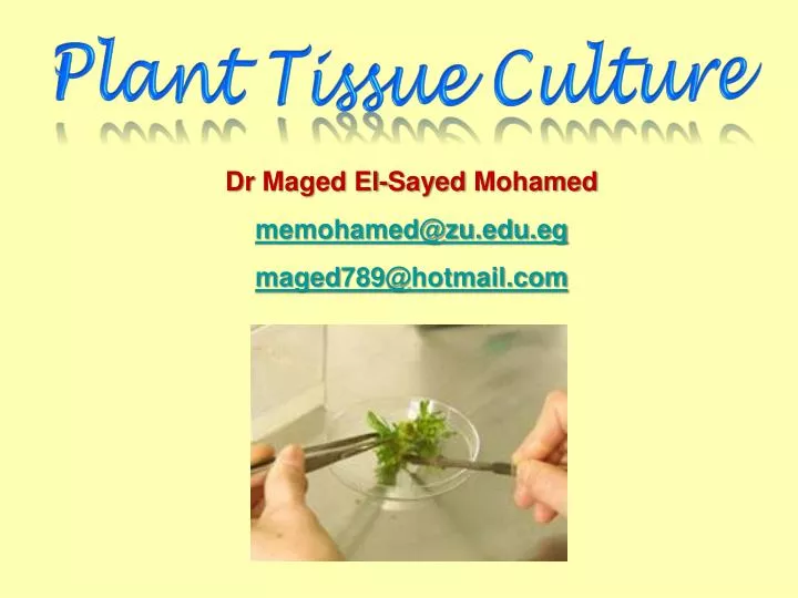 PPT - Plant Tissue Culture PowerPoint Presentation, free download - ID ...